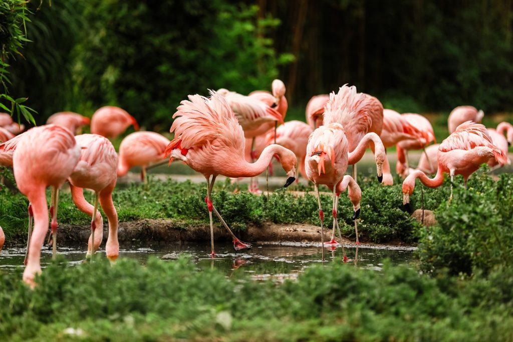 A group of pink flamingos hunting in the pond, Oasis of green in urban ...